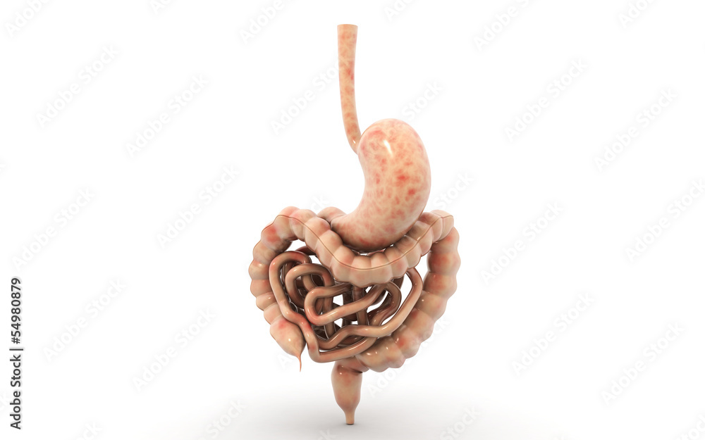 3d human digestive system in white background Stock Illustration ...