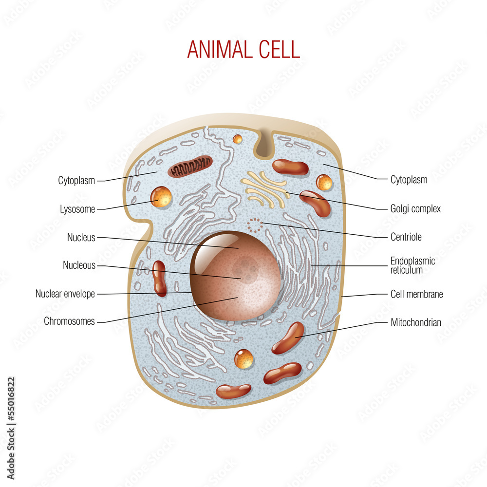 Animal cell scheme Stock Illustration | Adobe Stock