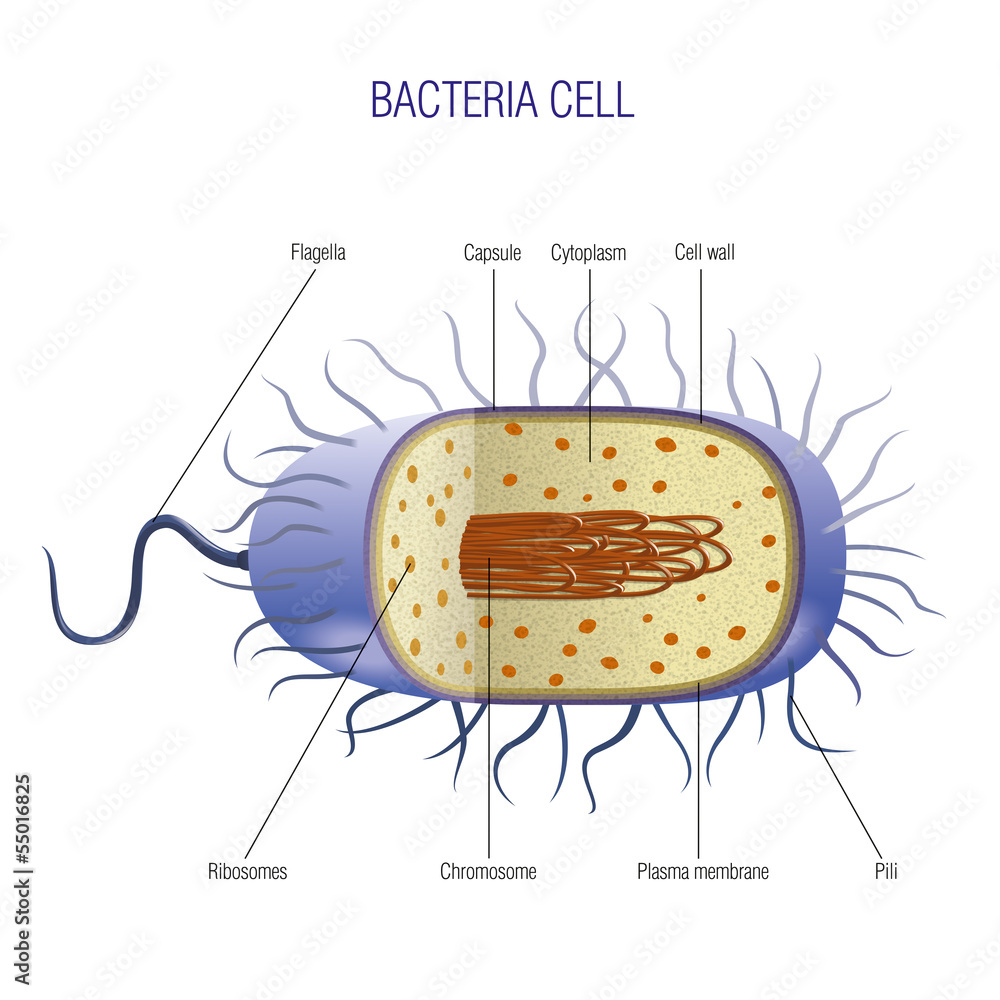 Bacteria cell scheme Stock Illustration | Adobe Stock