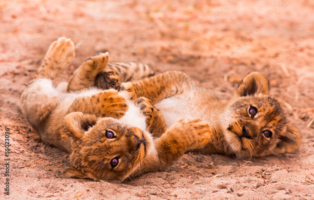 Cute Liger Cubs