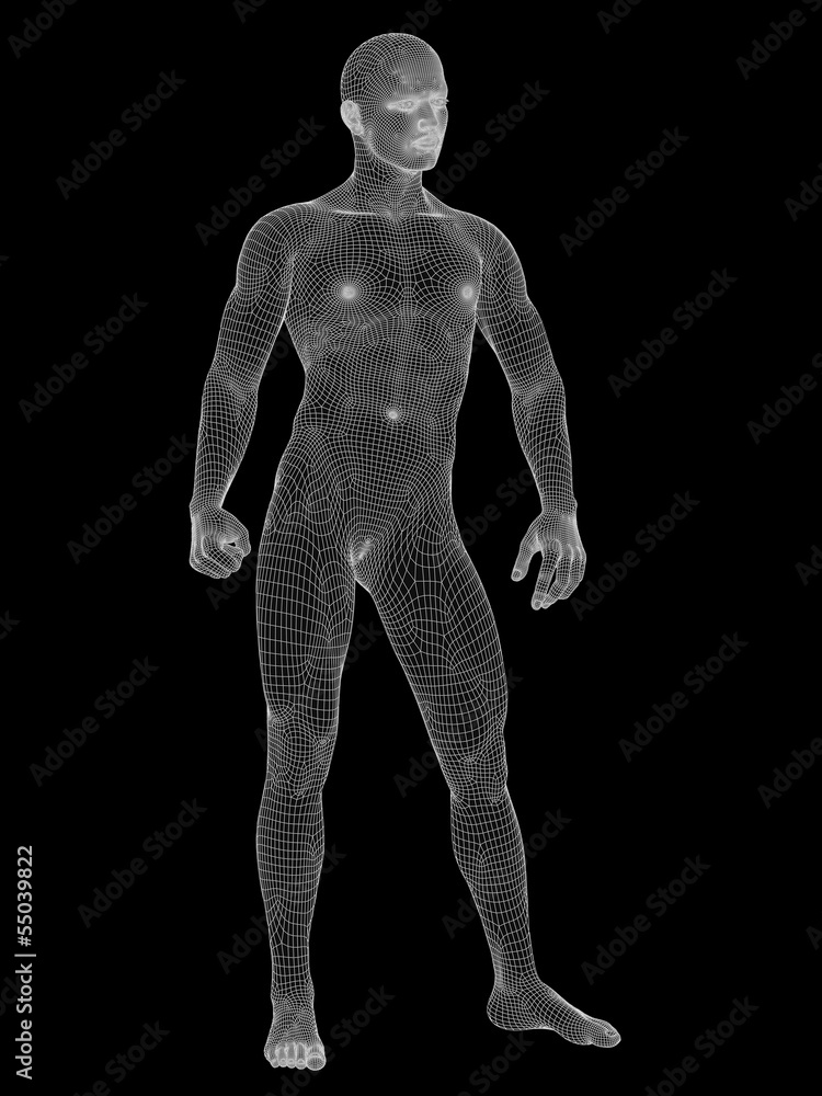 3D wireframe mesh human man anatomy Stock Illustration | Adobe Stock