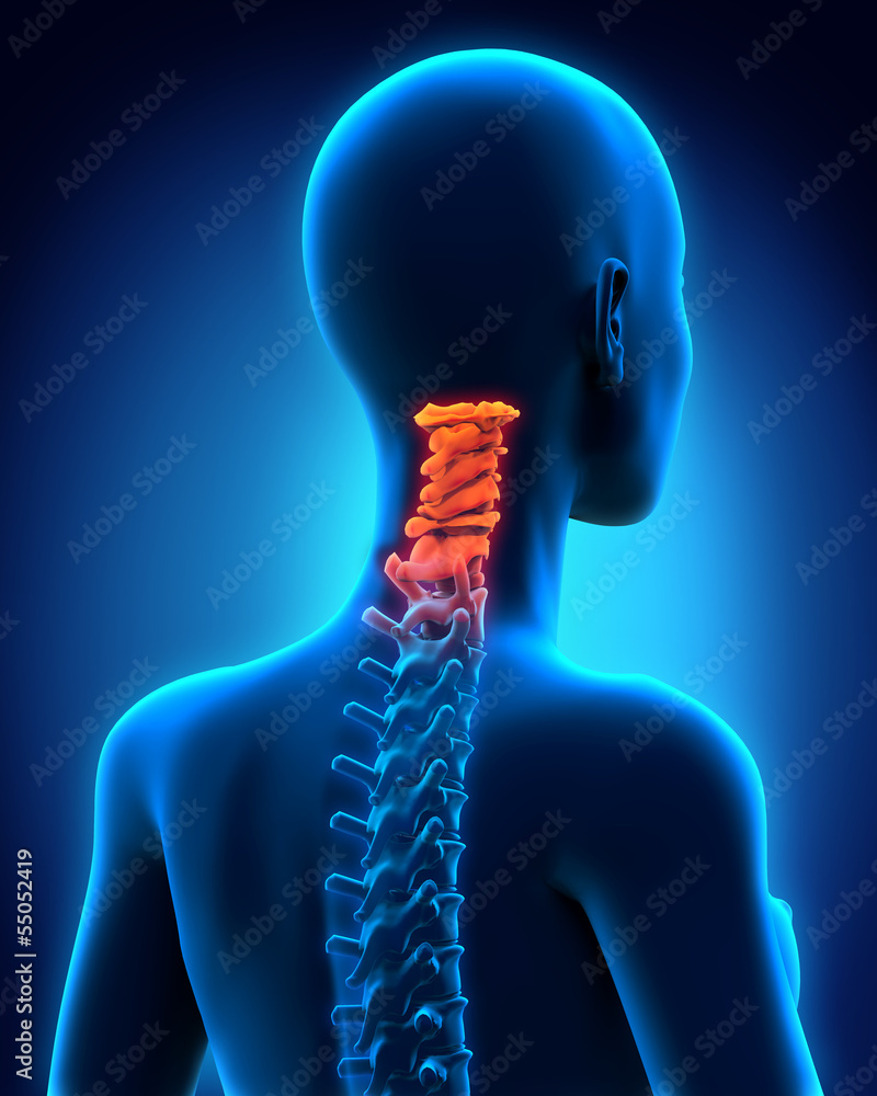 Cervical Spine Anatomy Stock Illustration | Adobe Stock
