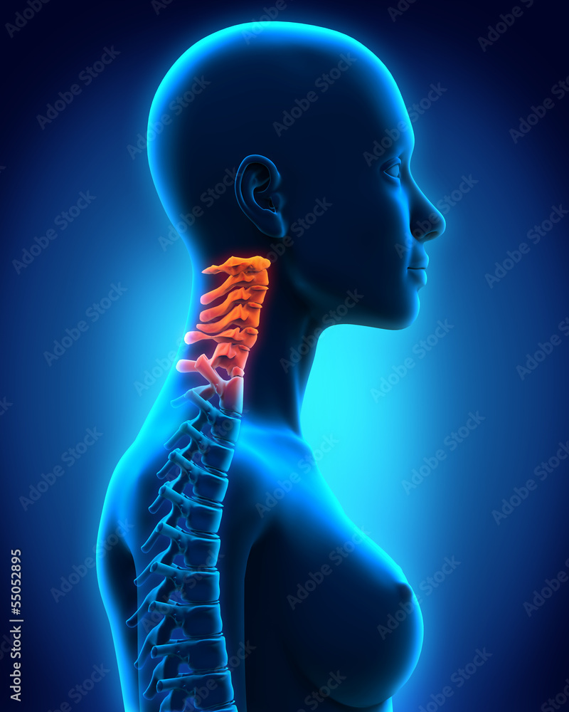 Cervical Spine Anatomy Stock Illustration | Adobe Stock