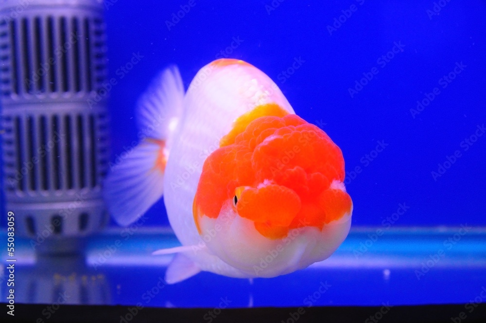 Lion head gold fish with red and white color Stock Photo | Adobe Stock