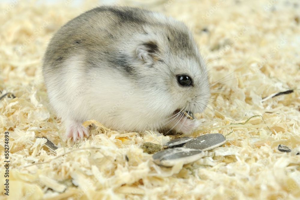 Roedor #4 foto de Stock | Adobe Stock