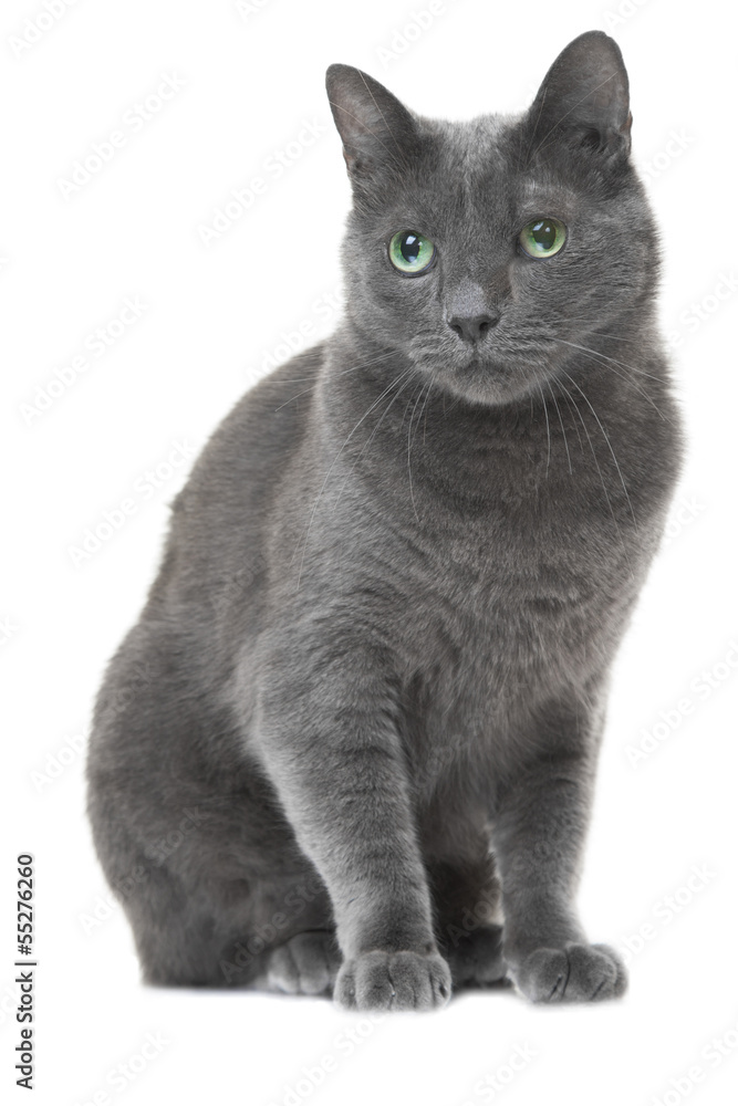 White Russian Blue