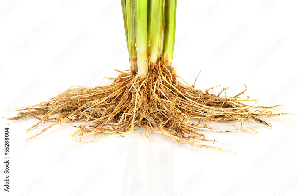 Root anatomy of Monocotyledon(Jasmine Rice) plant Stock Photo | Adobe Stock