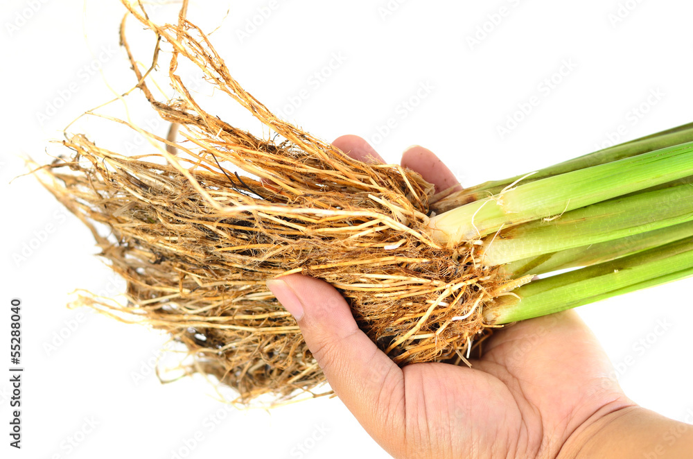 Root anatomy of Monocotyledon(Jasmine Rice) plant with hand Stock Photo ...