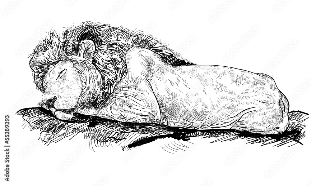 Lion Lying Down Drawing