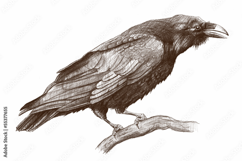 raven Stock Illustration | Adobe Stock