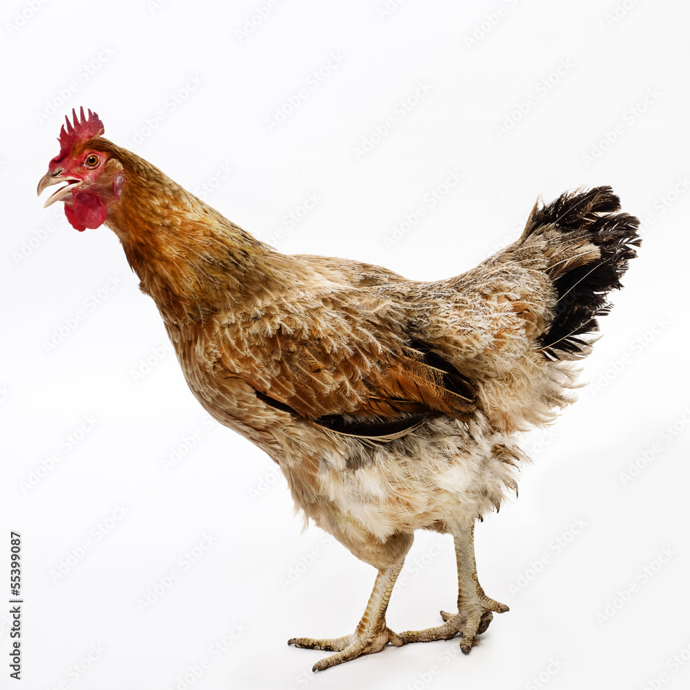 alive chicken on white background Stock Photo | Adobe Stock