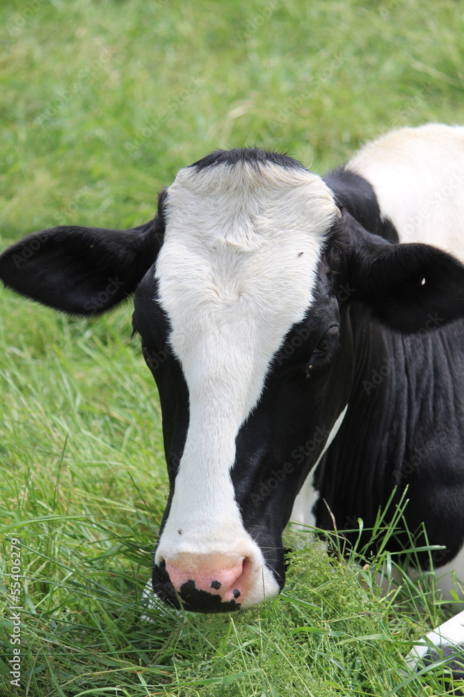 Kuh Stock-Foto | Adobe Stock