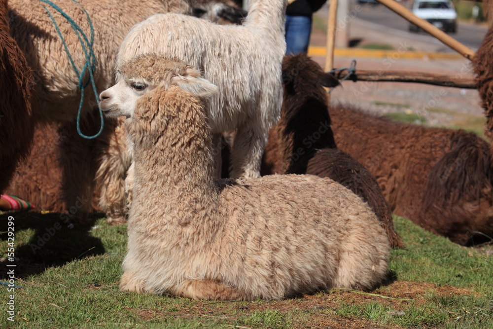Lama Alpaka, Guanako Vicuna Stock Photo | Adobe Stock