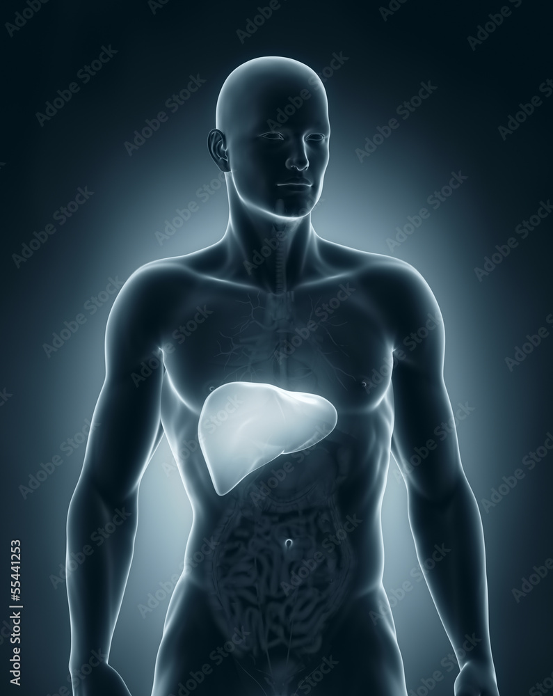 Man liver anatomy anterior view Stock Illustration | Adobe Stock