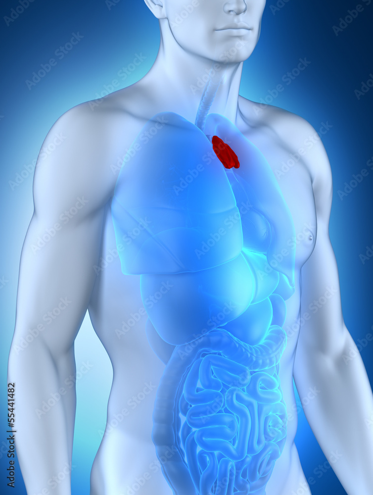 Male thymus anatomy anterior view Stock Illustration | Adobe Stock