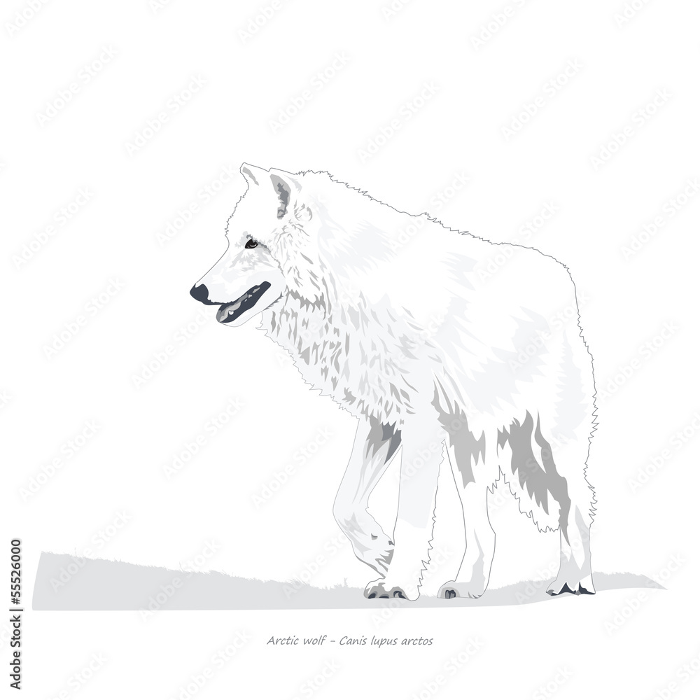 Arctic Wolf Illustration Stock Vector | Adobe Stock