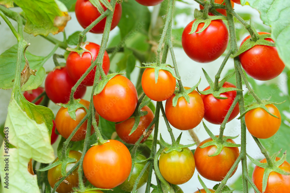 Strauchtomaten Stock-Foto | Adobe Stock