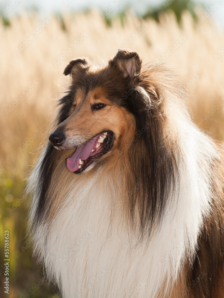 Purebred Collie