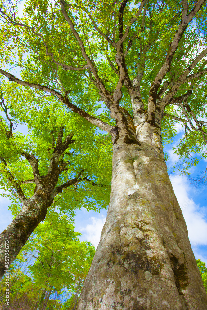 ブナの木 Stock 写真 | Adobe Stock