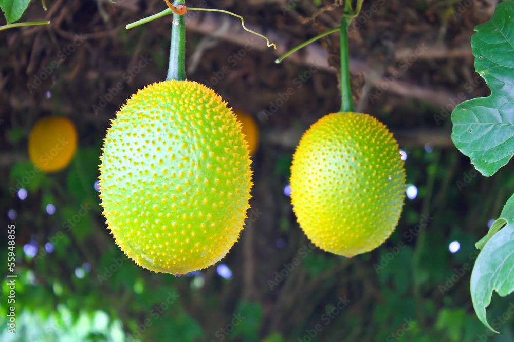 Gac fruit, Baby Jackfruit, Spiny Bitter Gourd, Sweet Grourd or C Stock ...