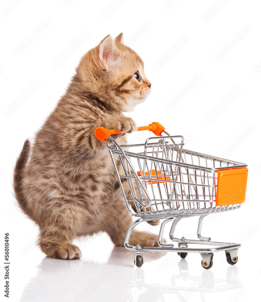 british cat with shopping cart isolated on white. kitten osolate Stock ...