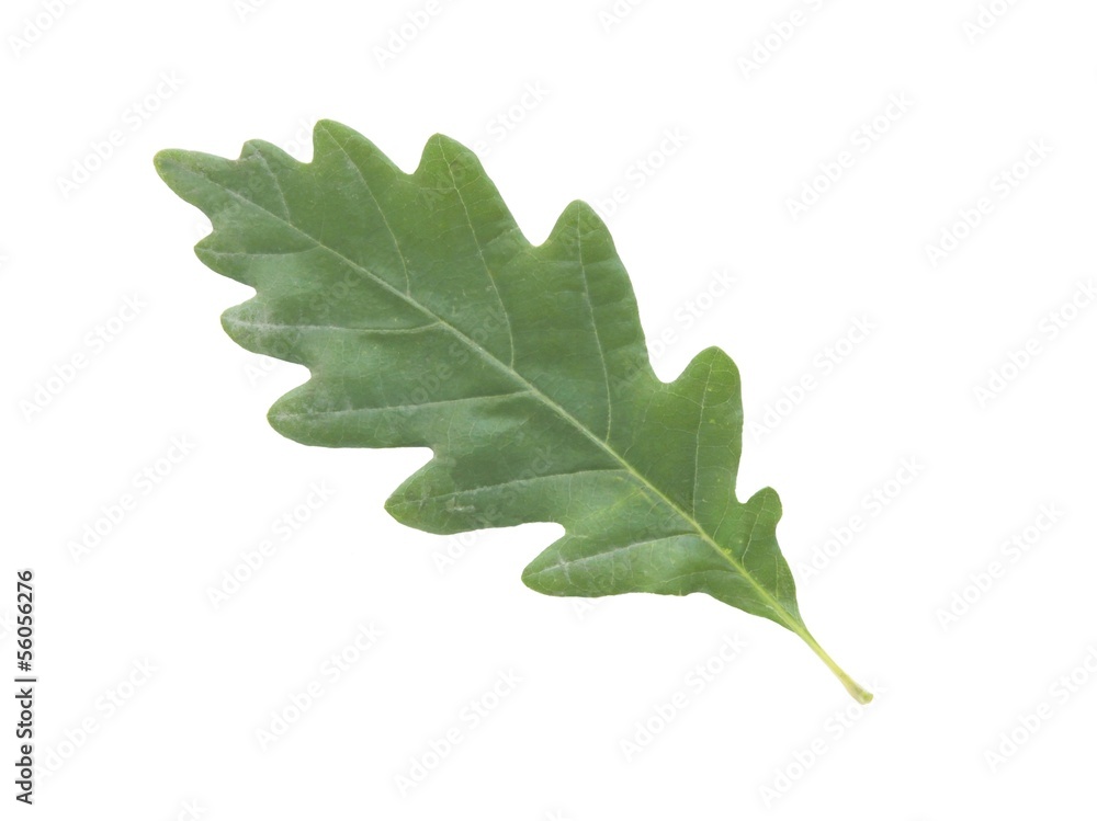 leaf of sessile oak tree Stock Photo | Adobe Stock