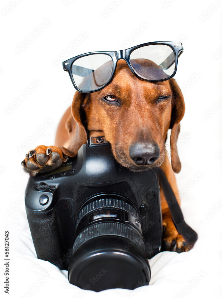 Dog with camera Stock Photo | Adobe Stock