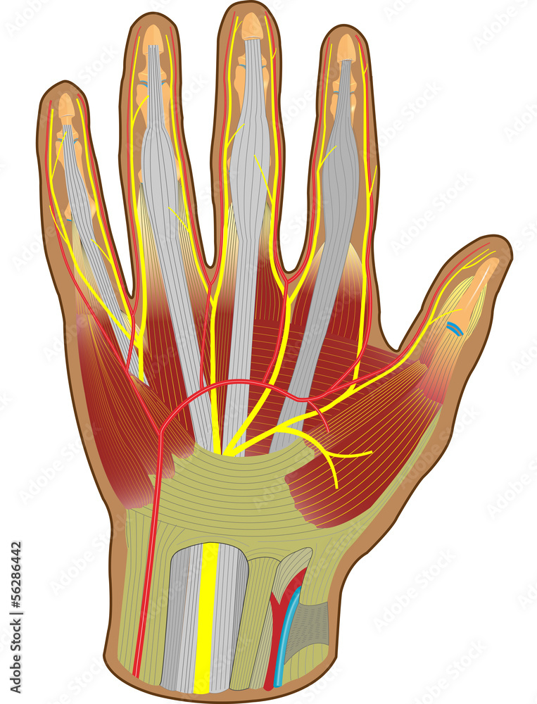 Hand Anatomie - beugeseitig Stock-Vektorgrafik | Adobe Stock