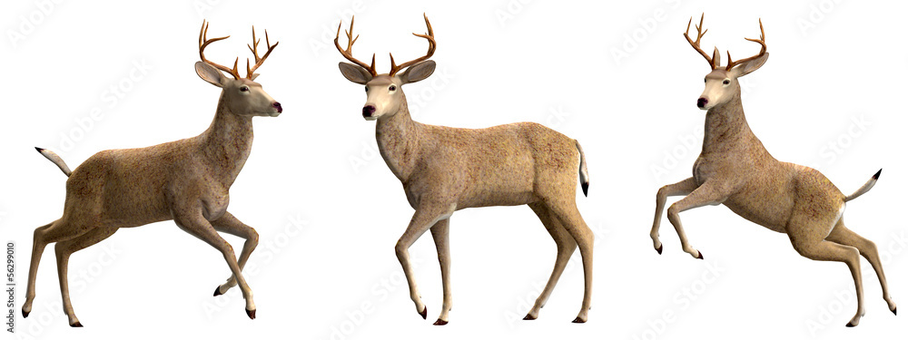 Hirsch oder Rehbock in verschiedenen Posen 2 Stock-Illustration | Adobe ...
