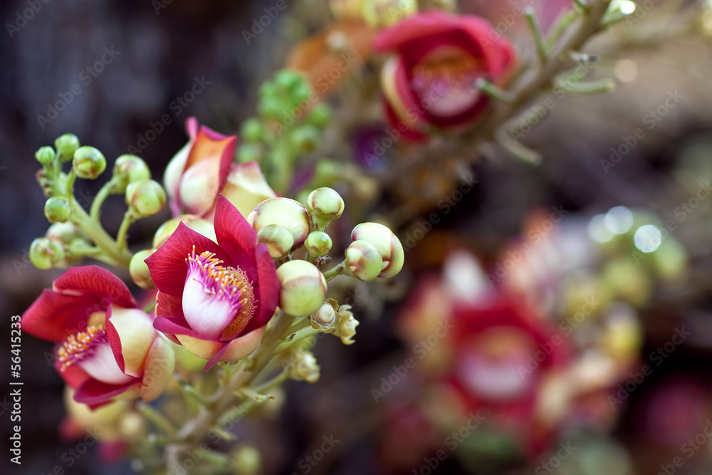 Shorea robusta, also known as Sal or shala tree Stock Photo | Adobe Stock