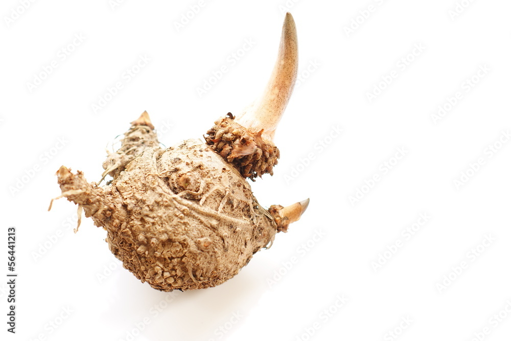 Elephant yam, Stanley s water-tub, Konjac Stock Photo | Adobe Stock