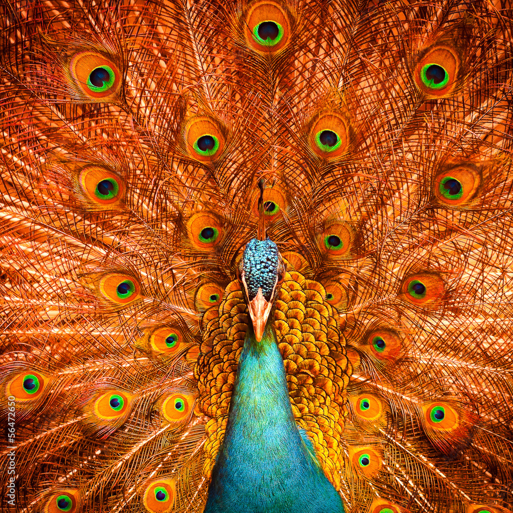 Colorful Real Peacock Feathers