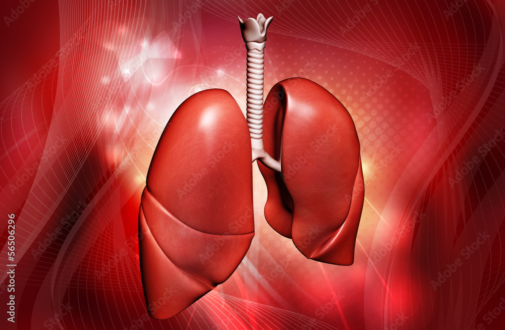 human lungs Stock Photo | Adobe Stock