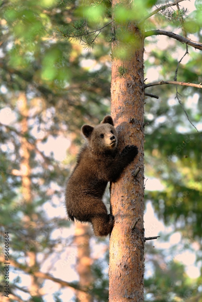 Baby Bear In Tree