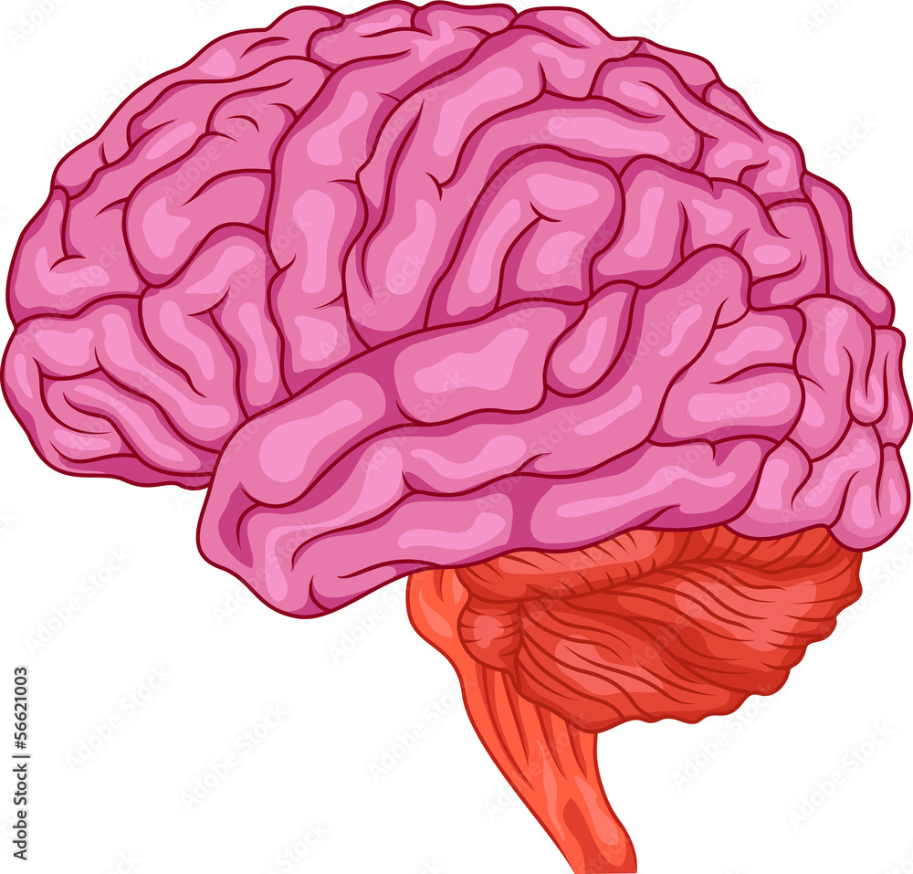 Human brain anatomy Stock Vector | Adobe Stock
