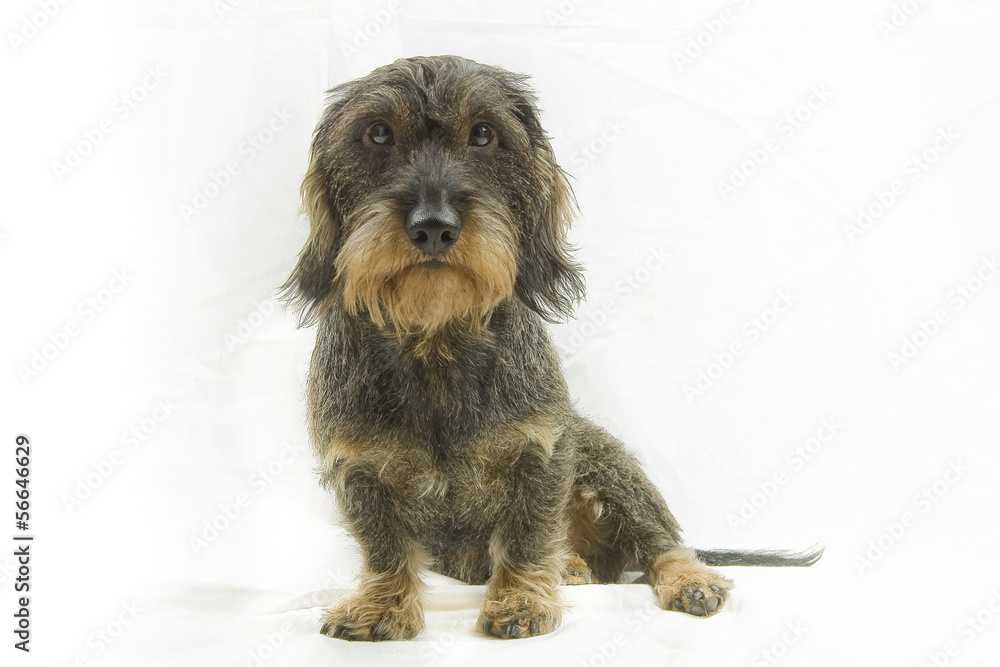 Sitzender Dackel Stock-Foto | Adobe Stock