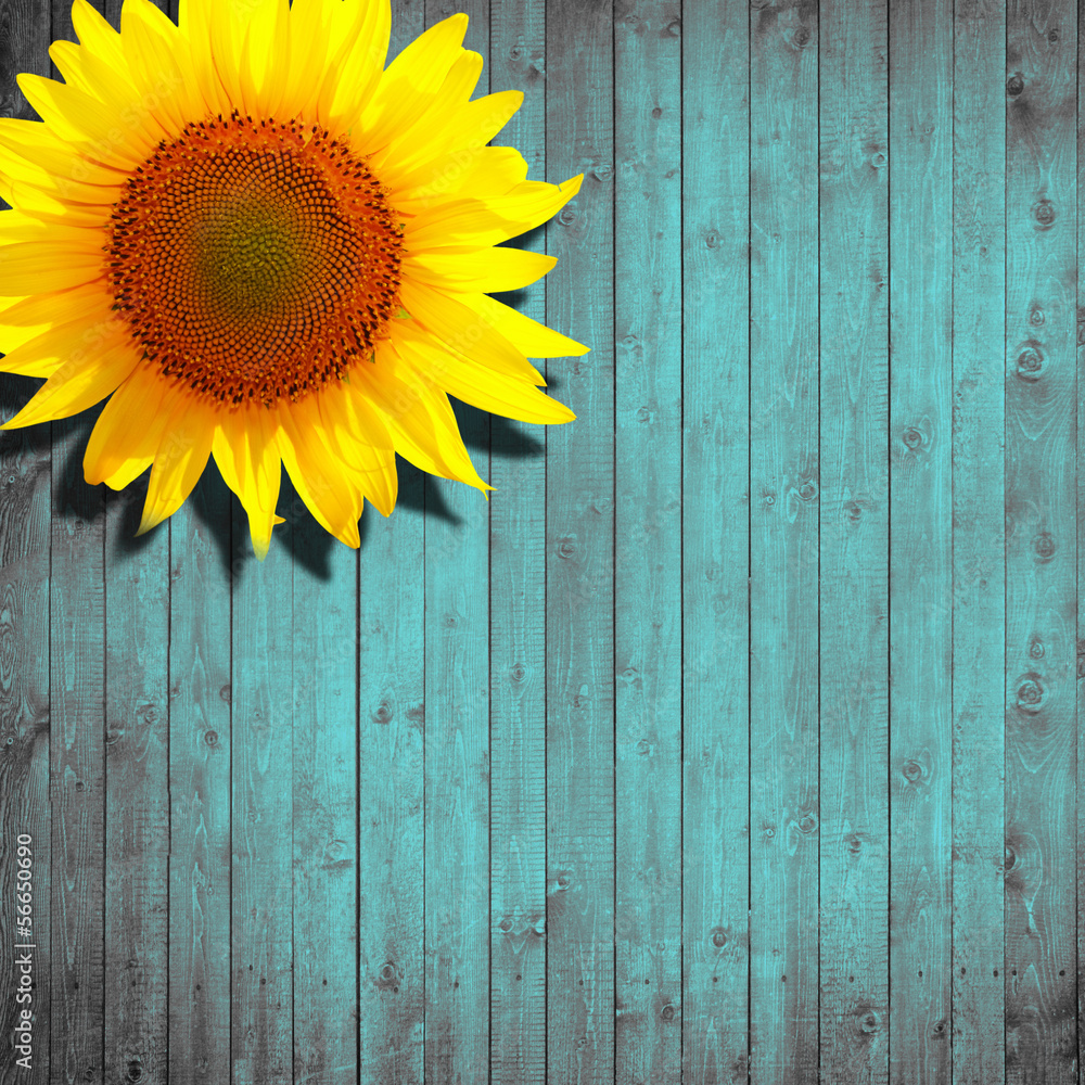 sunflower leaning on turquoise wooden background Stock Photo | Adobe Stock