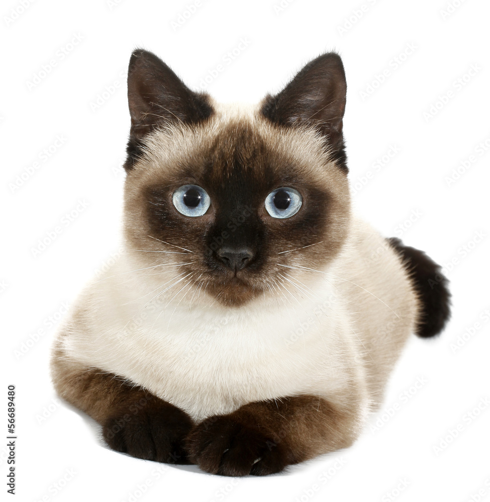 Brown beige cat with blue eyes Stock Photo | Adobe Stock