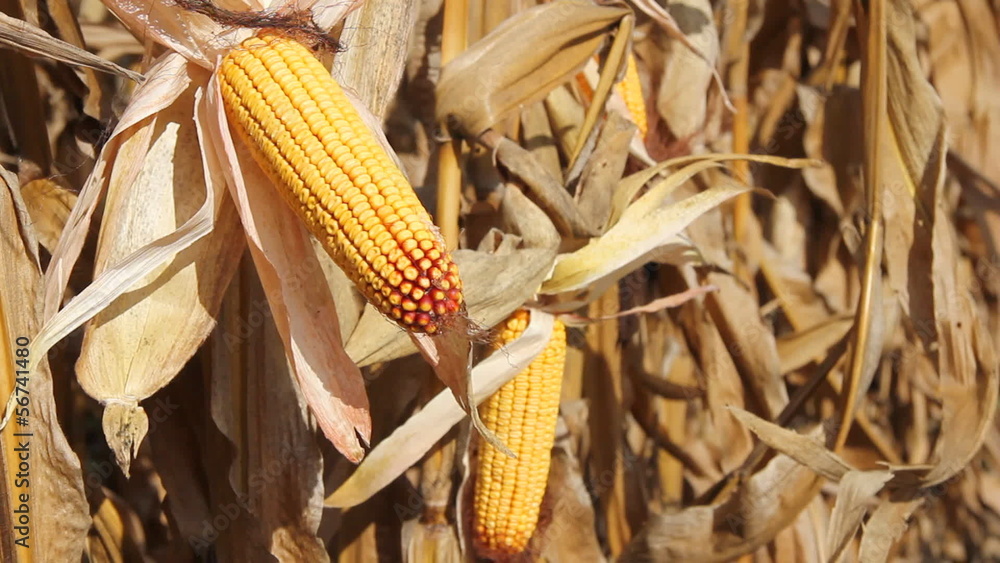 Ripe corn in the field is dry and ready for harvest Stock Video | Adobe ...