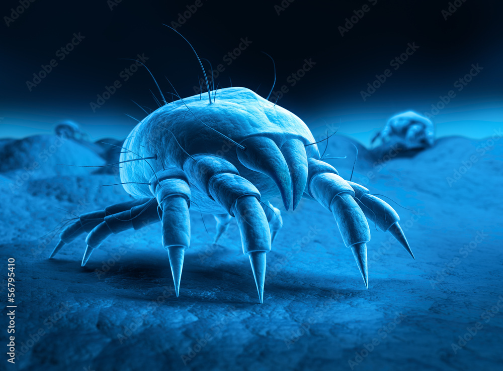 Hausstaubmilben Stock-Illustration | Adobe Stock