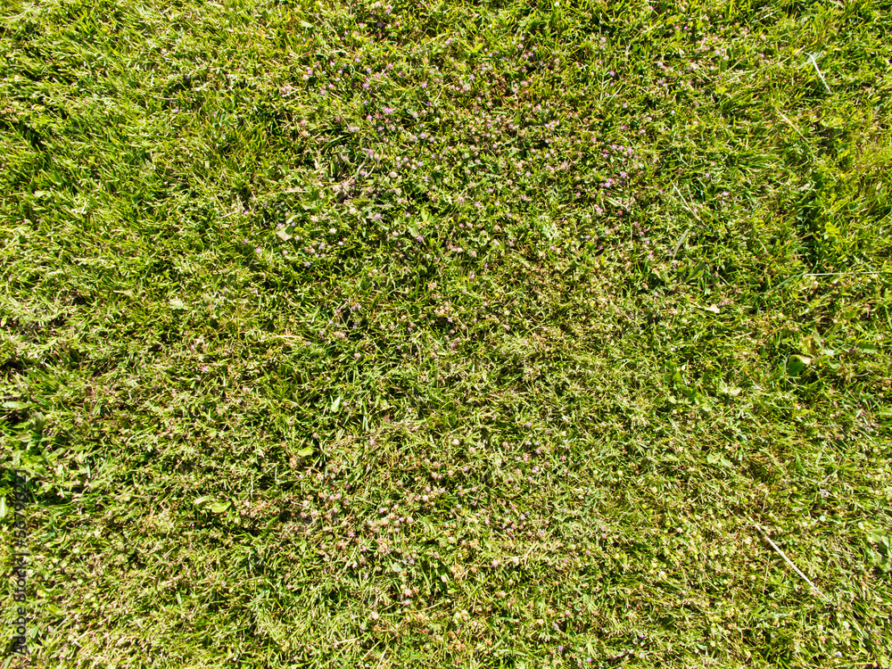 Foto Stock Texture di un prato verde | Adobe Stock