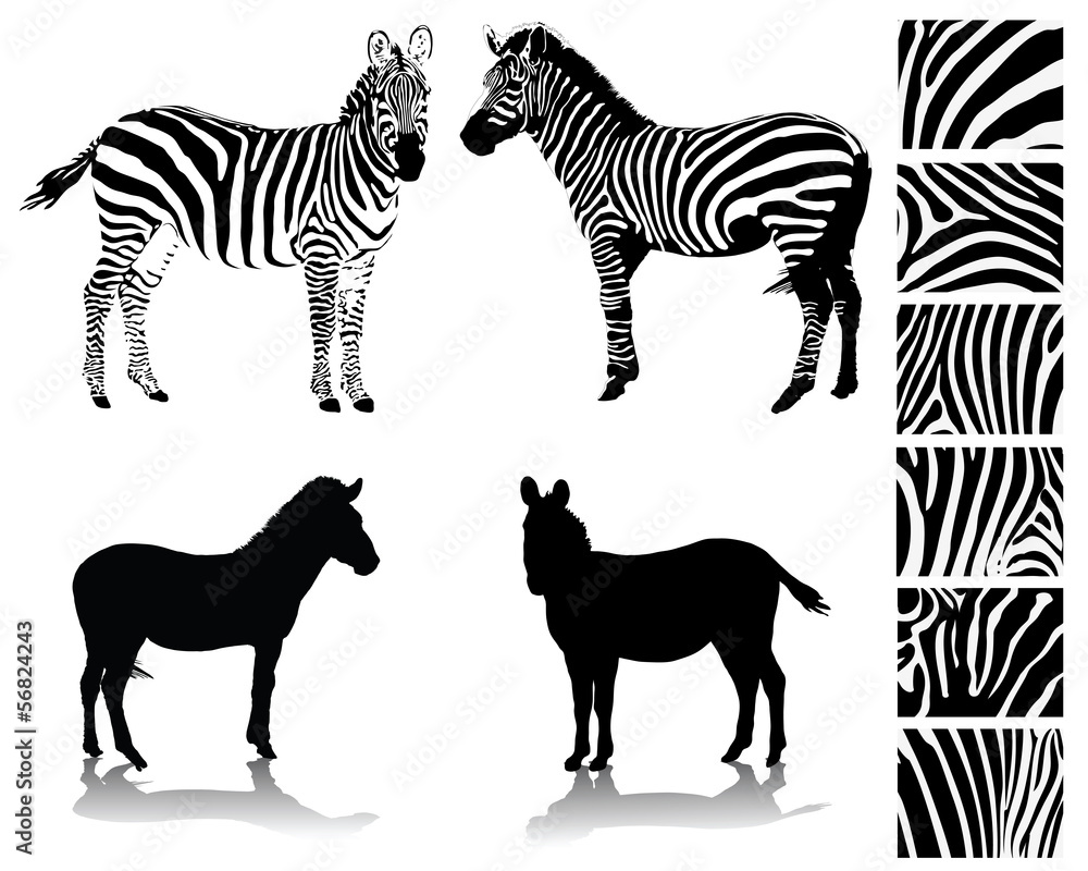 Zebra, silhouette, shadow and texture-vector illustration Stock Vector ...