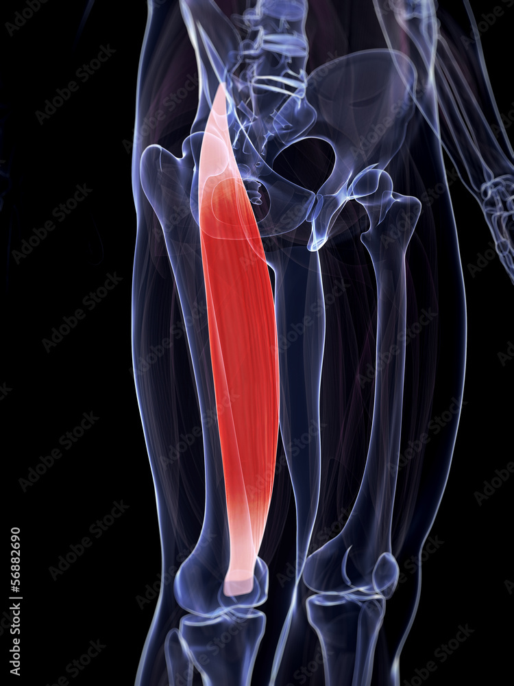 3d rendered illustration of the rectus femoris Stock Illustration ...
