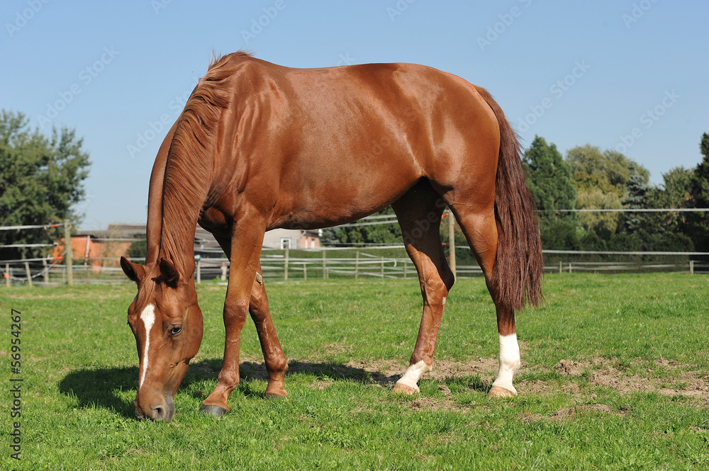 Pferd Fuchs grasend Stock-Foto | Adobe Stock