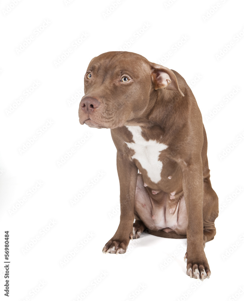 he dog breed pit bull piteously looking at the camera Stock Photo ...