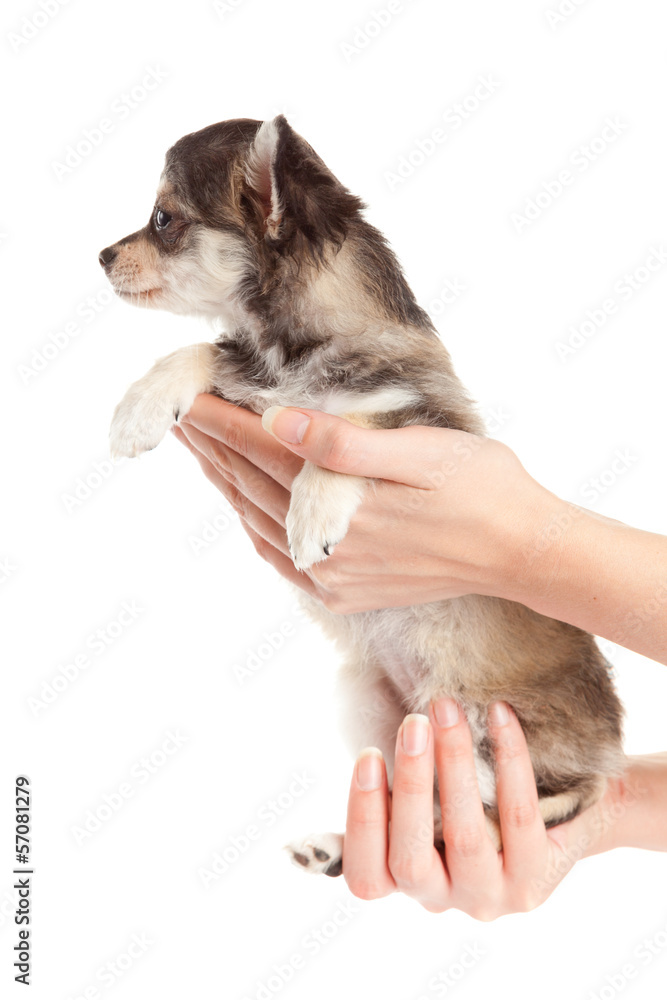 Hands holding puppy. little puppy sitting on the hand. chihuahu Stock ...