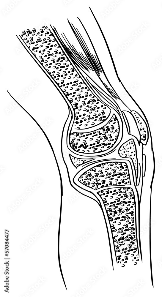 Anatomy of the knee joint Stock Vector | Adobe Stock