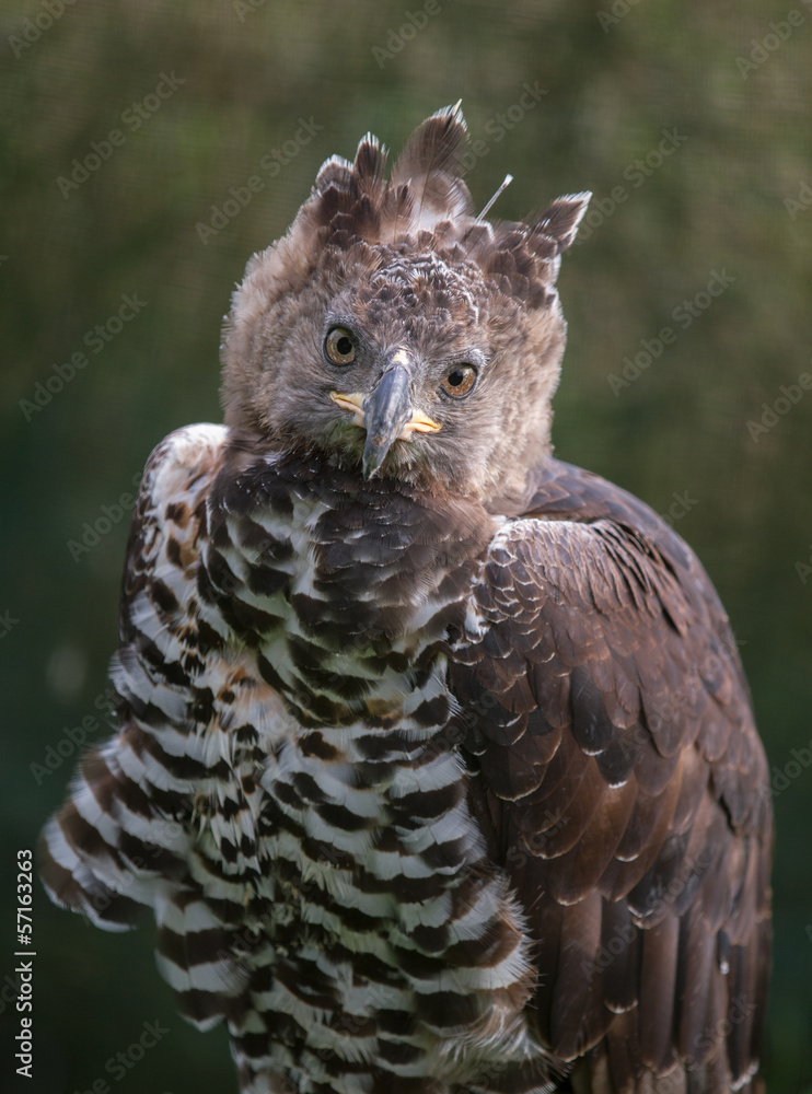 Crowned Eagle Size