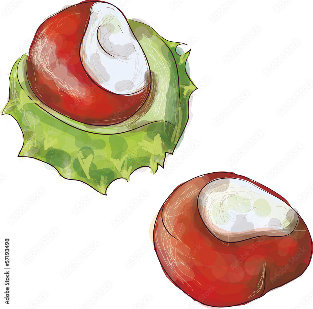 kastanien gemalt Stock-Vektorgrafik | Adobe Stock