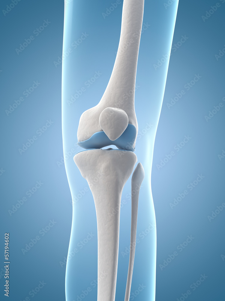medical illustration of the knee Stock Illustration | Adobe Stock